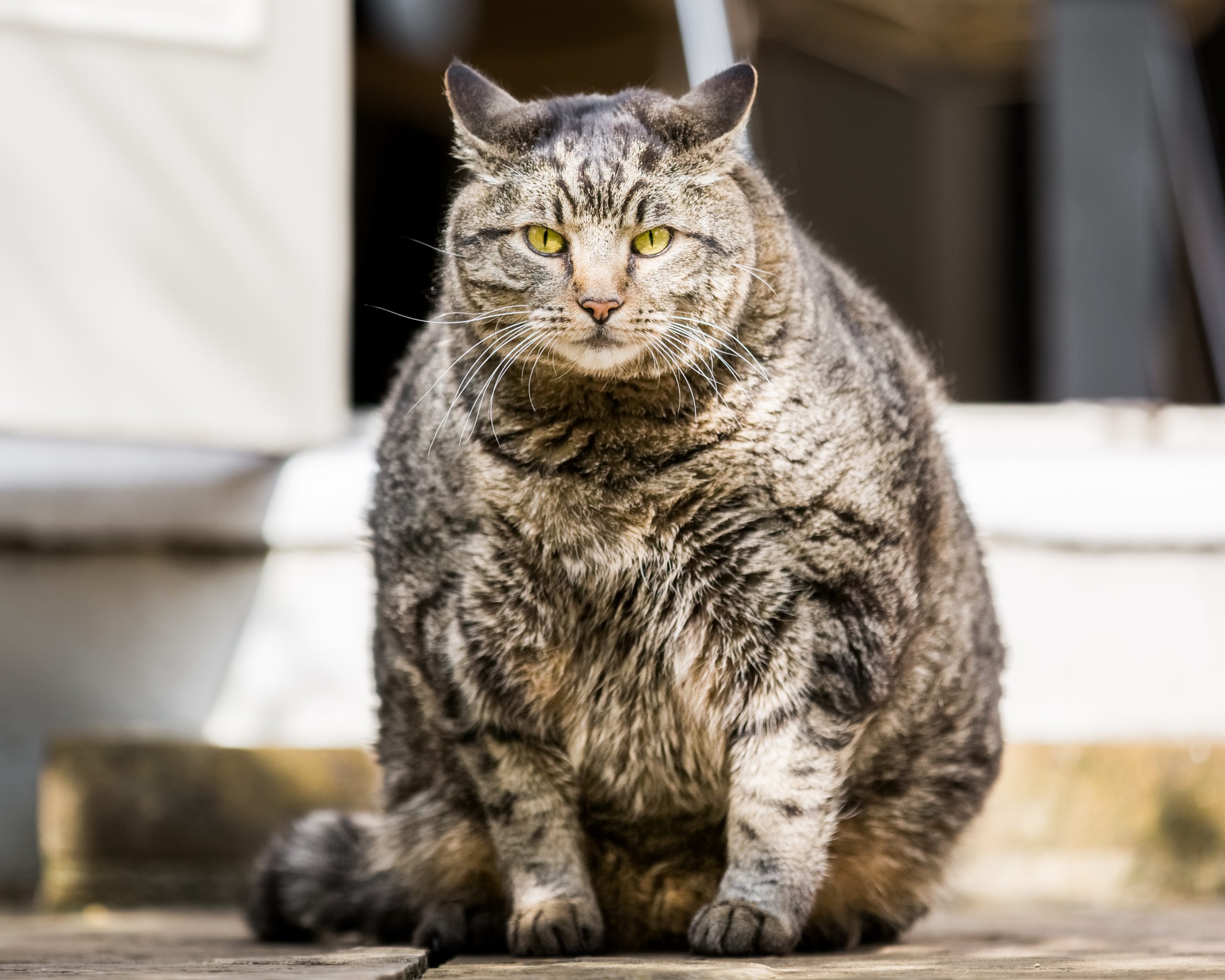 Understanding Pet Obesity: Causes, Risks, and Prevention - Community ...