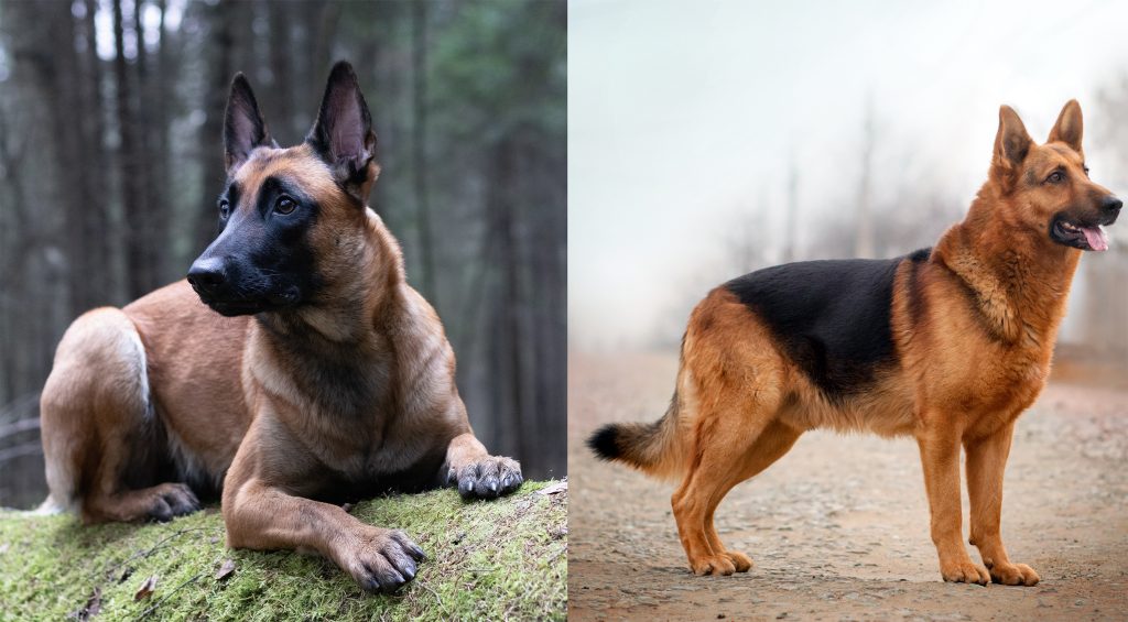 German Shepherd vs. Belgian Malinois - Community Animal Hospitals