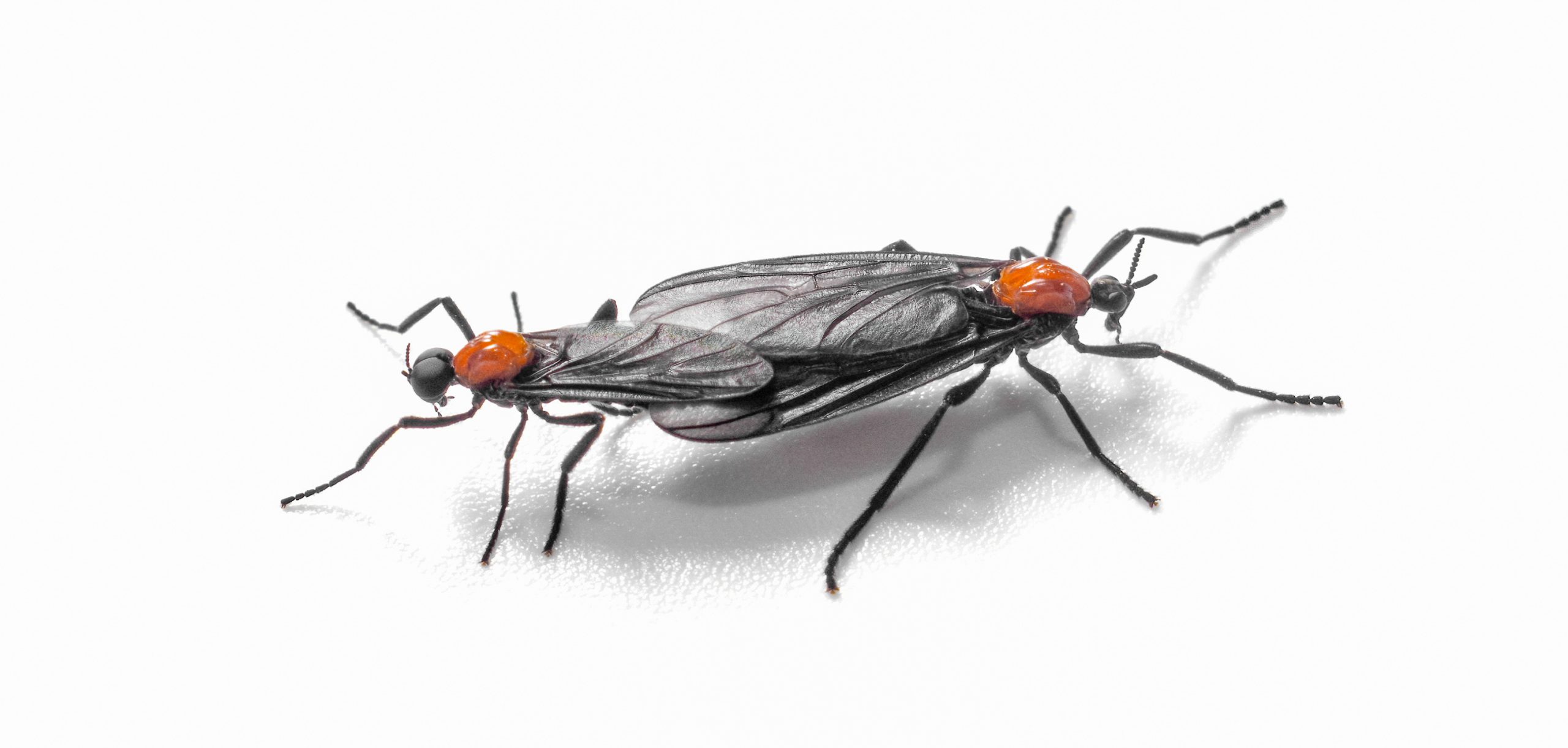 The Hidden Danger of Love Bugs for Cats Who Hunt Outside - Community ...